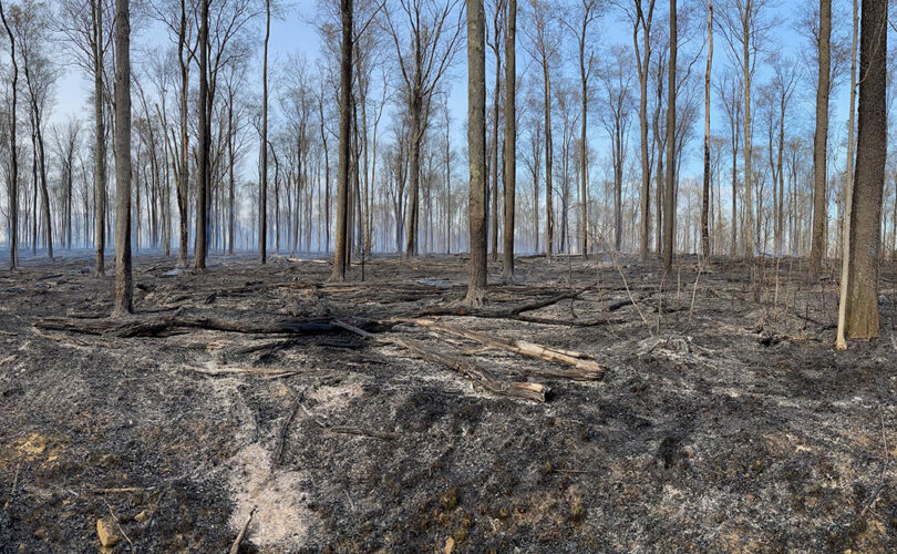 Wildland/Forest Fire Response - Elkland